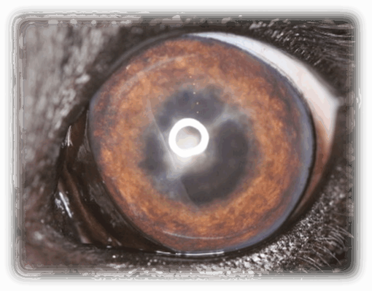 Efficacy of Intravitreal Dexamethasone Injections in Dogs with Ocular ...
