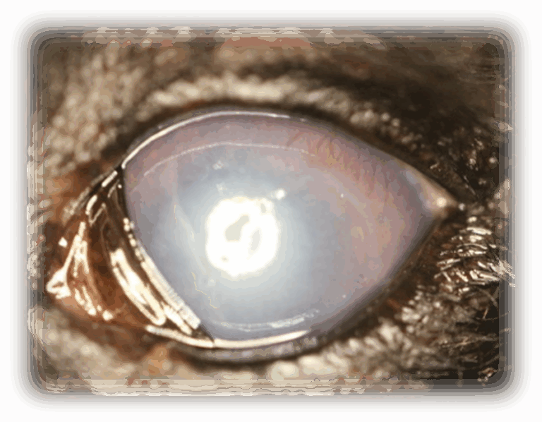 Efficacy of Intravitreal Dexamethasone Injections in Dogs with Ocular ...