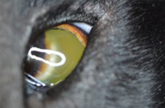 pigmented mass oculus sinister in dogs-featured – Animal Eye Clinic